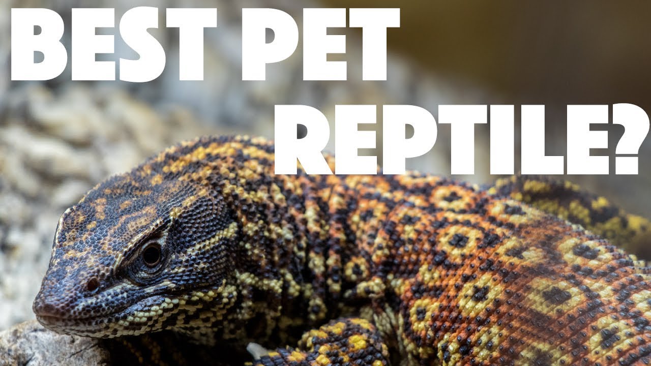 Ultimate Ackie monitor care video! - YouTube
