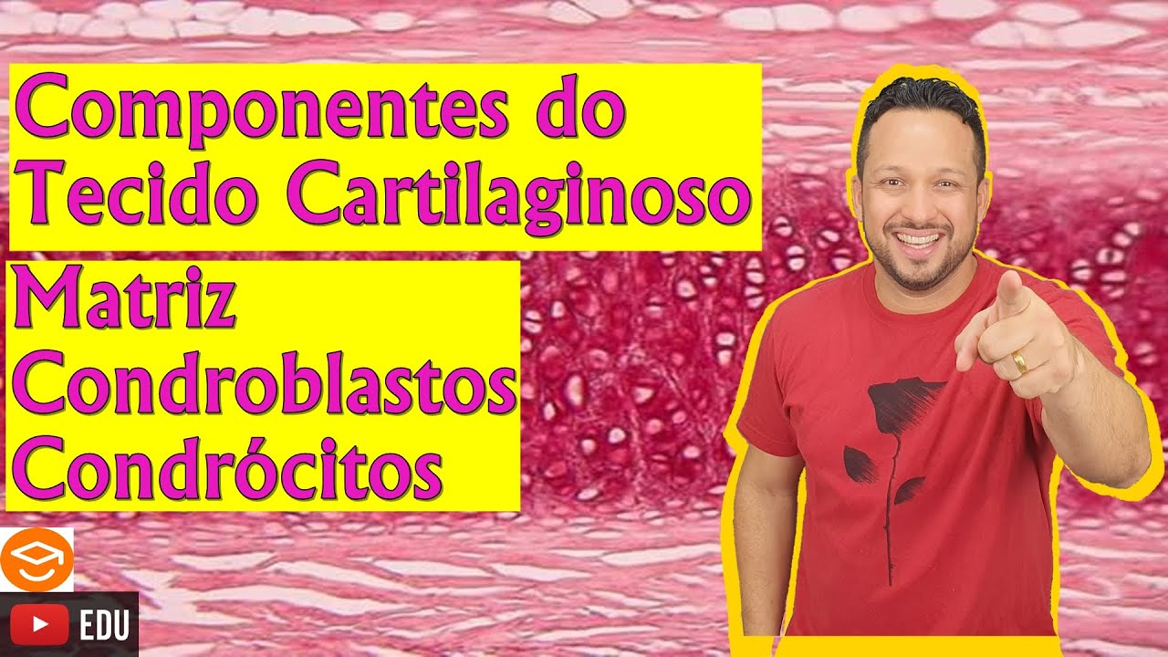 Componentes do Tecido Cartilaginoso - Matriz, Condroblastos e ...