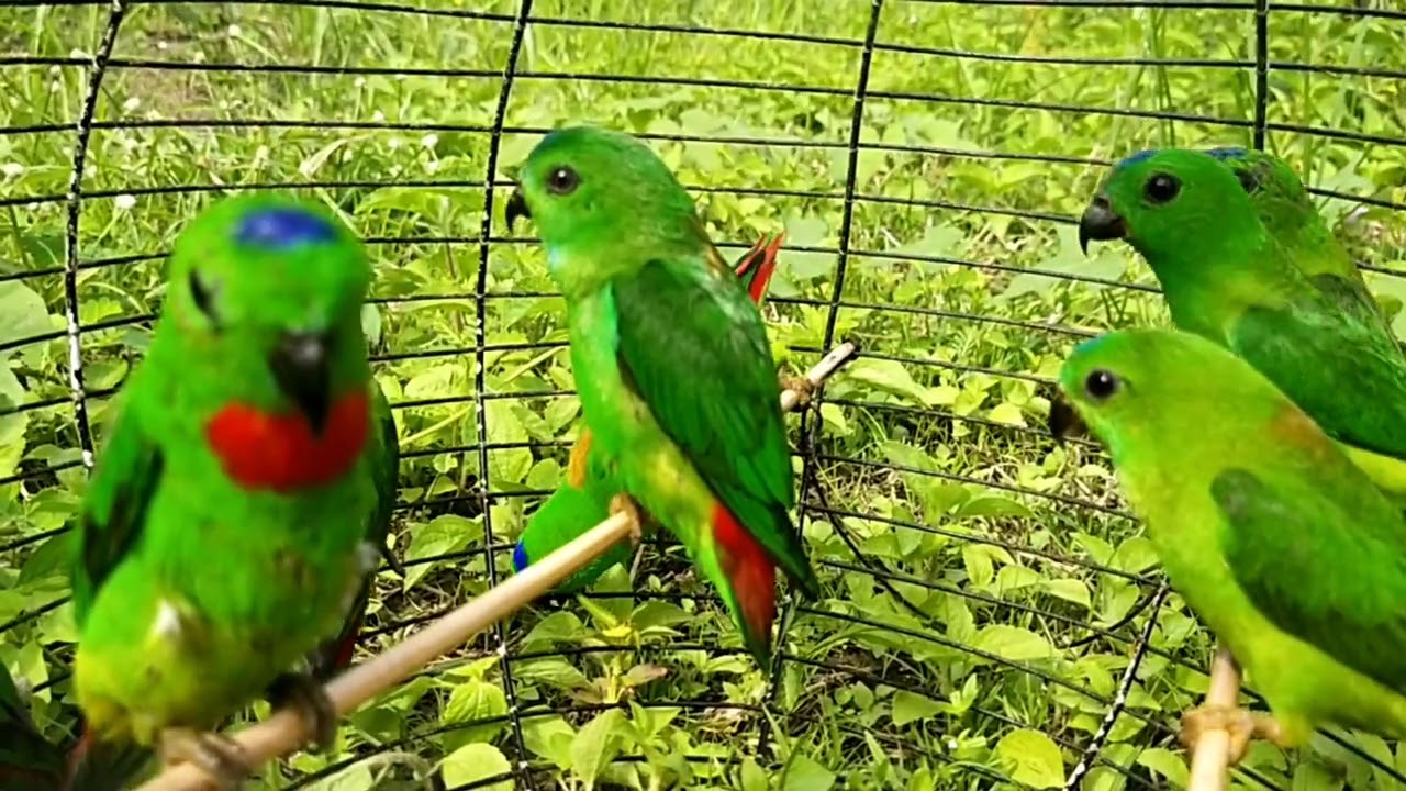 Burung serindit/040 - YouTube