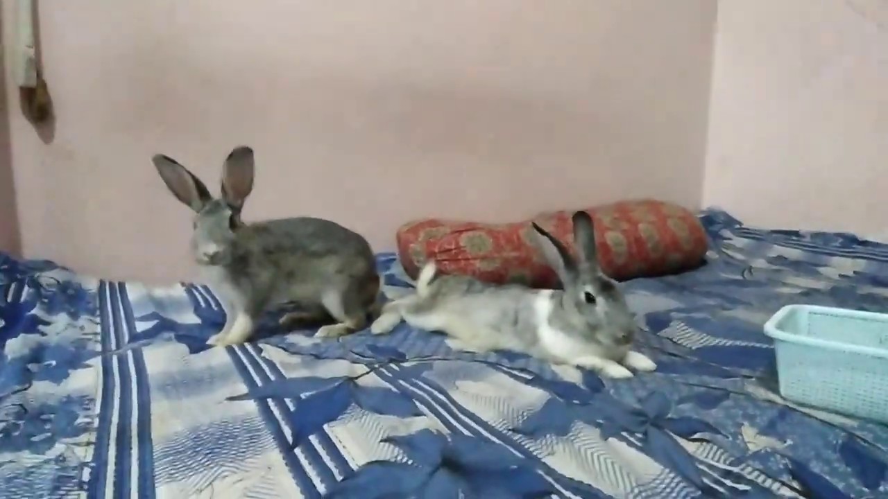 Happy Rabbit | play time - YouTube