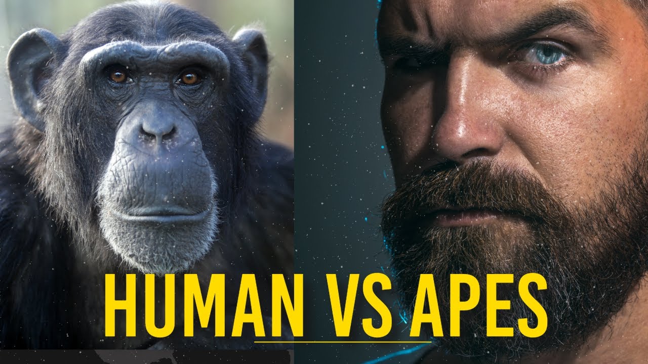 Human Vs Apes: Unveiling Our Shared Journey - YouTube
