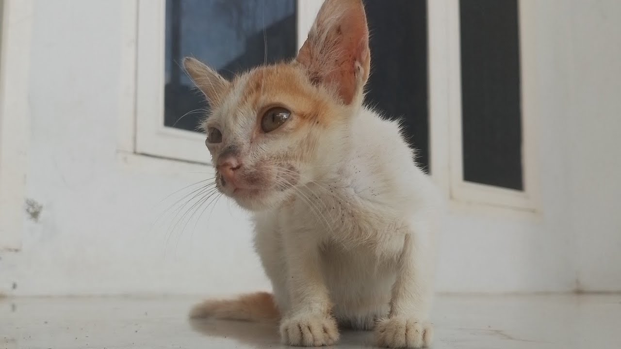 MEMBERI MAKAN KUCING KAMPUNG | KUCING KALAU LAPAR BERSUARA TERUS GAK ...