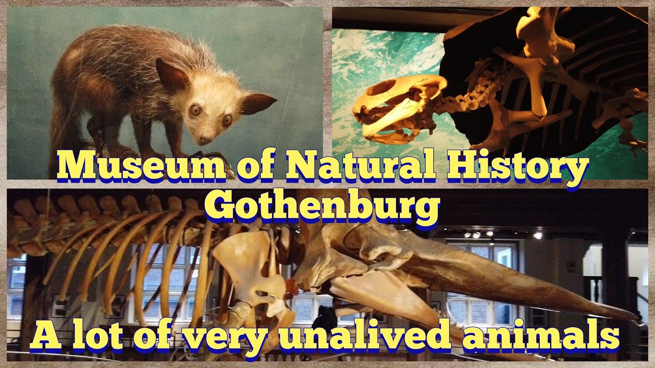 Museum of Natural History, Gothenburg. A lot of stuffed and unalived ...