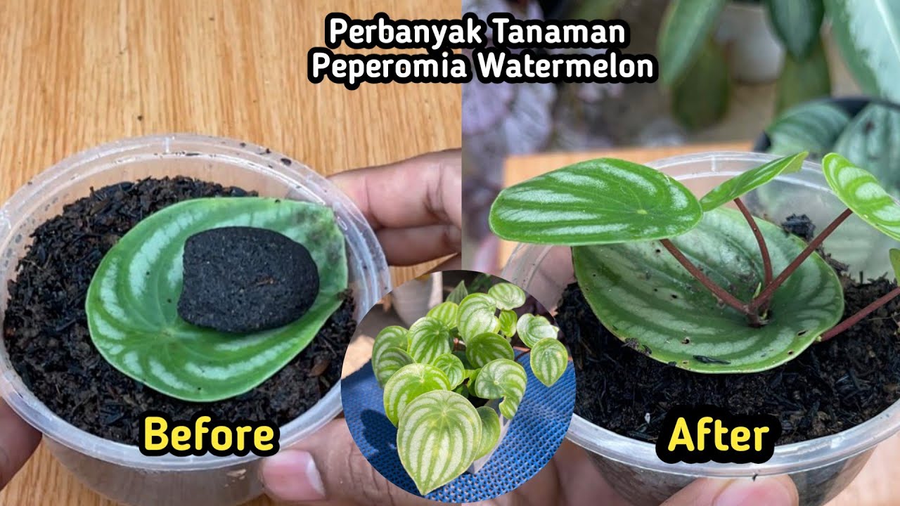 MEMPERBANYAK TANAMAN PEPEROMIA WATERMELON DENGAN CARA STEK DAUN - YouTube