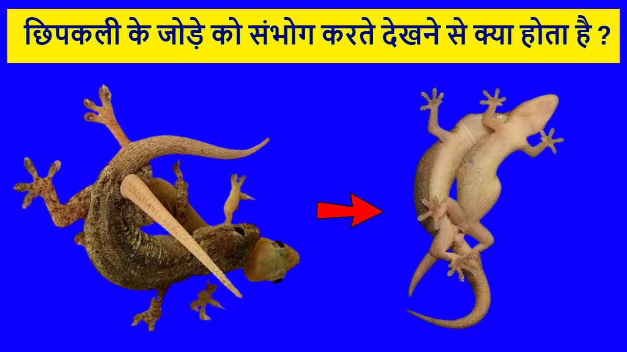 do chipkali ek sath | दो छिपकली की लड़ाई | दो छिपकली एक साथ देखना ...
