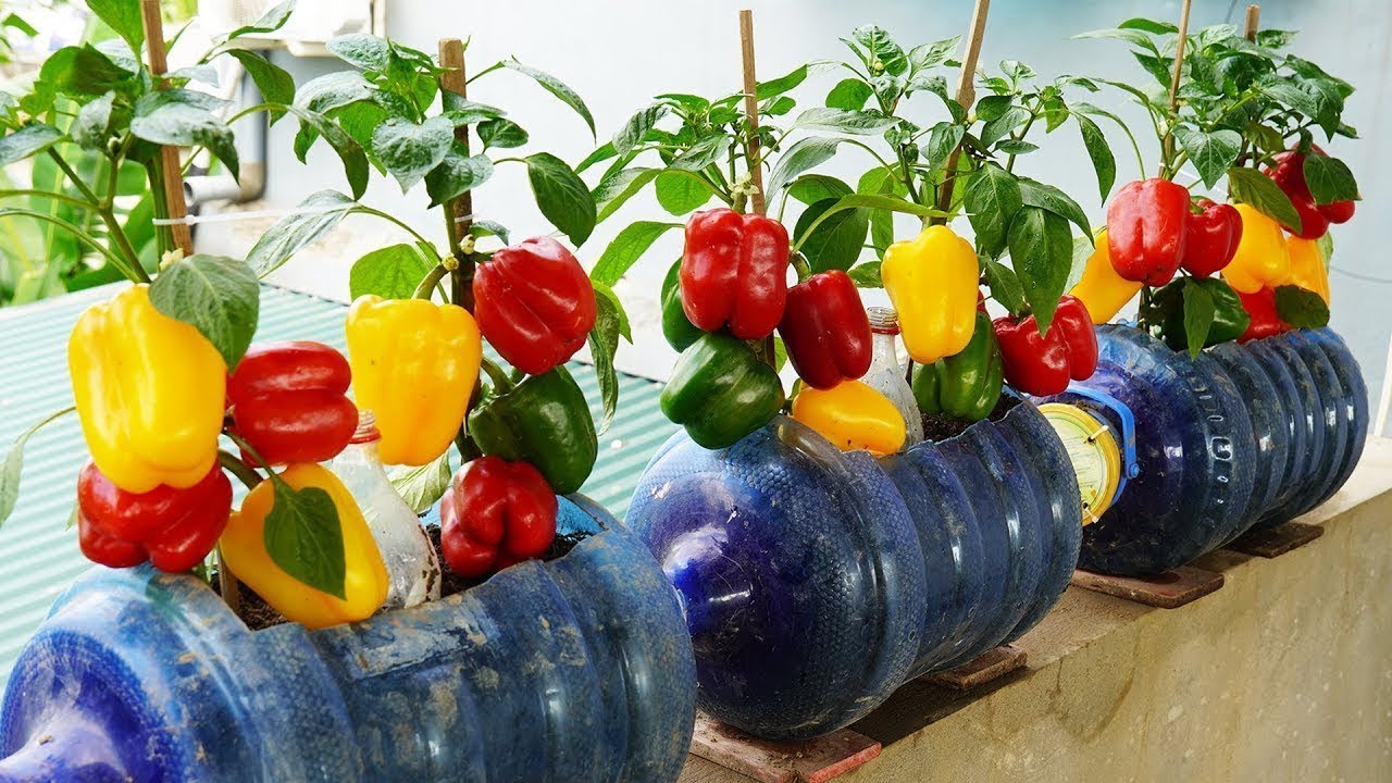 Massive Bell Pepper Harvest! Our Garden EXPLODED with Fresh Produce ...