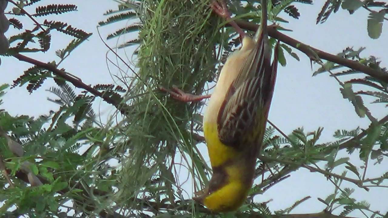 Baya Weaver Birds Nest Formation_ Elaborately woven Nest - YouTube