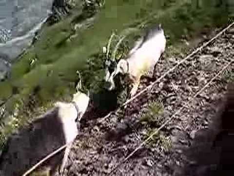 Goat Fight on a Cliff - YouTube