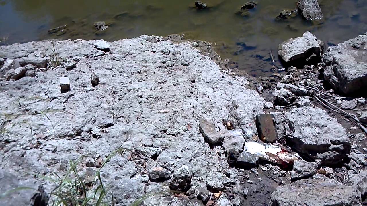 The proper way to kill an Asian Carp part 3 - YouTube