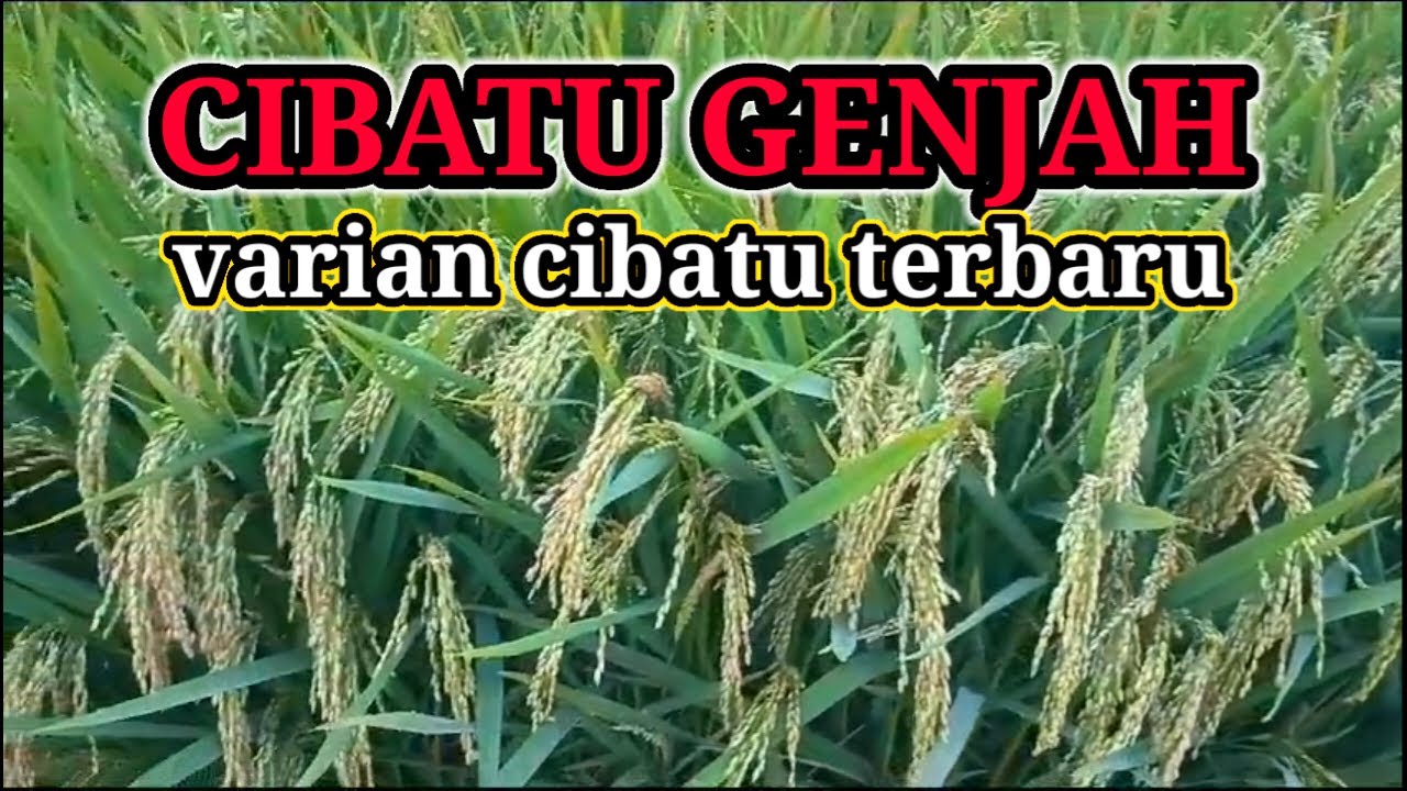 PADI CIBATU GENJAH Varian Padi Cibatu Terbaru 2025 - YouTube