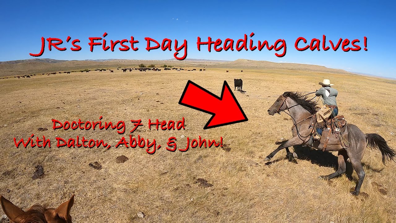 JR Learning to Head Yearlings! Doctoring 7 Calves with Dalton, Abby ...