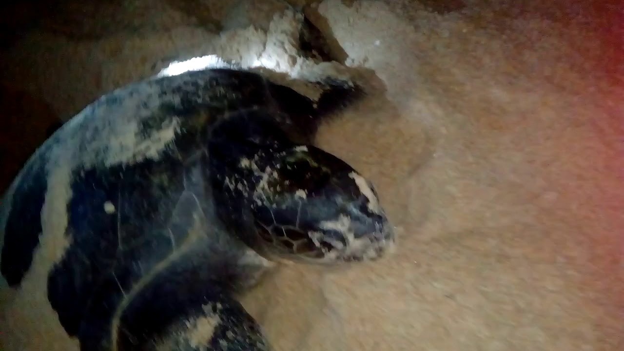 Turtle reproduction - YouTube
