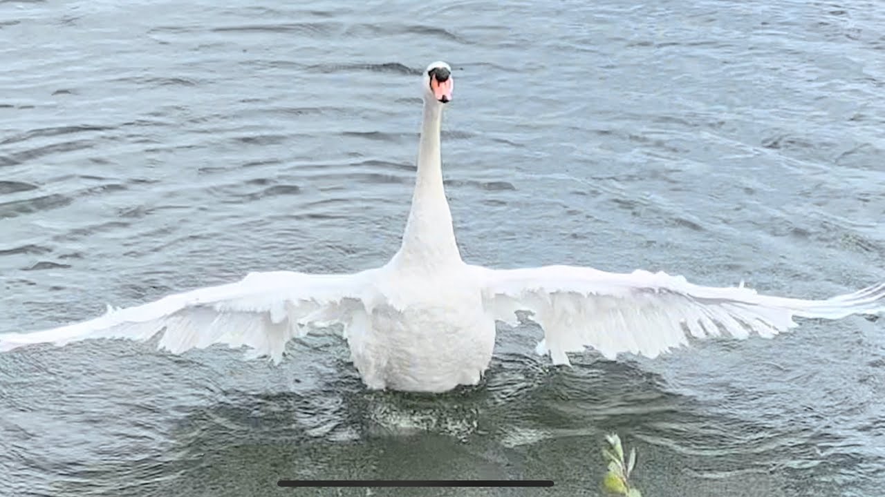 Swan Acting Strange...? - YouTube