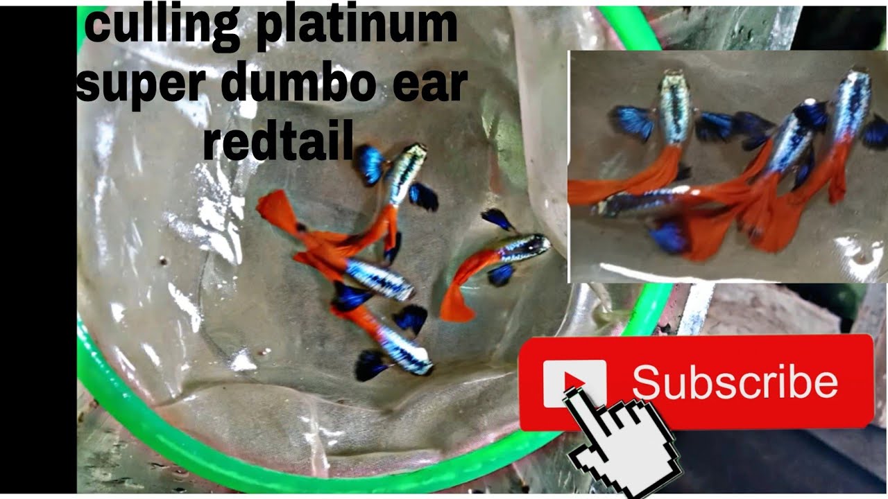 SUPER DUMBO EAR REDTAIL GUPPIES (culling) - YouTube