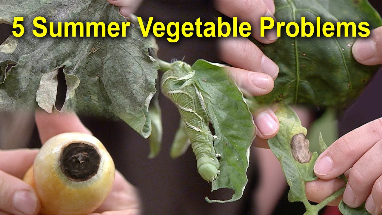 Common Summer Vegetable Garden Problems – Family Plot - YouTube