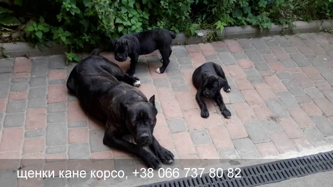 Кане корсо. Щенки и мама. Cane Corso, sweet puppies and their mom - YouTube