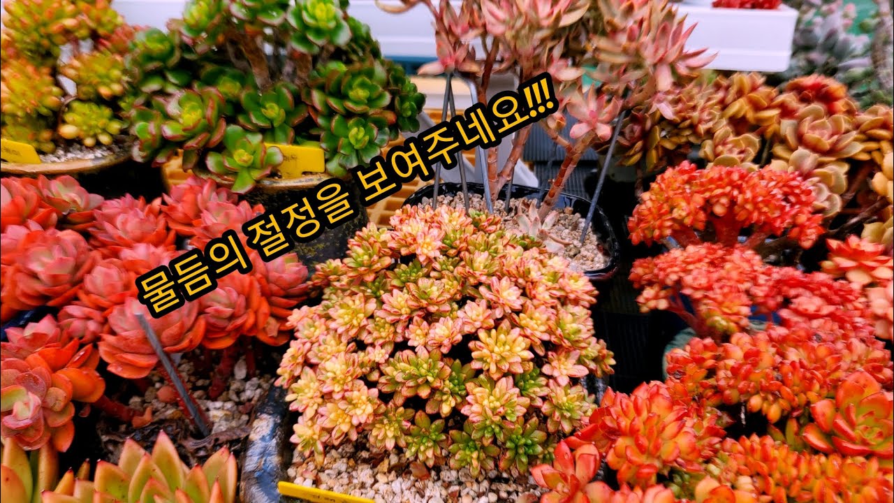 가을이 너무 짧아요😅 가을에 끝을잡고 아이들의 단풍이 절정을 보이네요😍 소인제금 줄리아나 레티지아 수연 Youtube