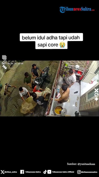 Momen Sapi Kabur saat Hendak Dikurbankan Bikin Emak-emak Panik, Selamatkan Masakan Se-Panci ...