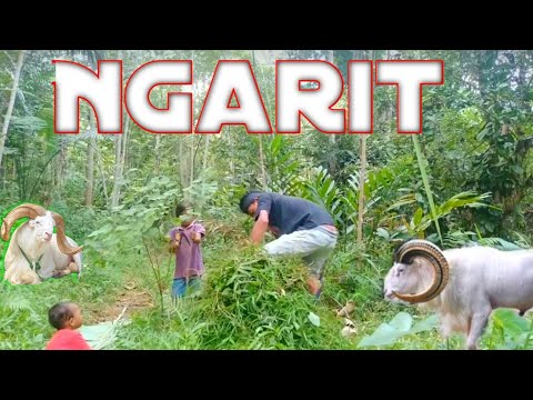 Ngarit Rumput ⁉️