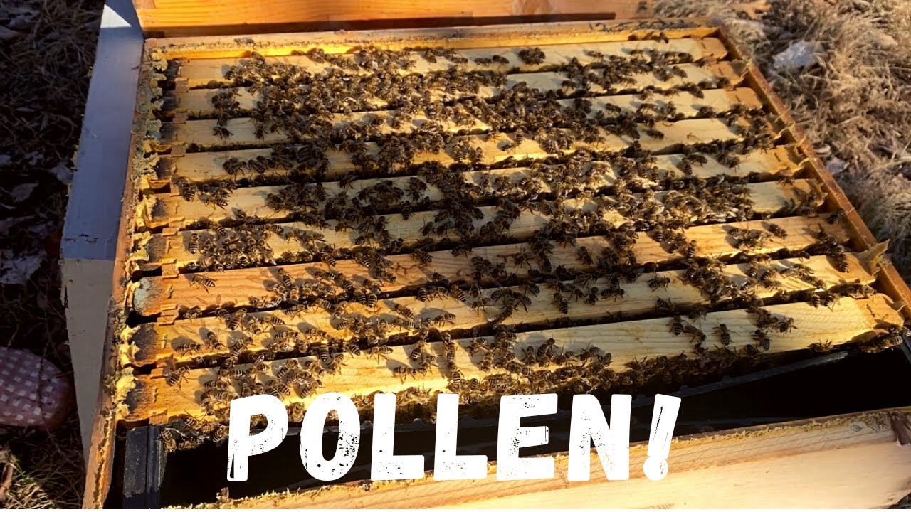 Do Your Bees Have Enough Protein? 🐝 - YouTube