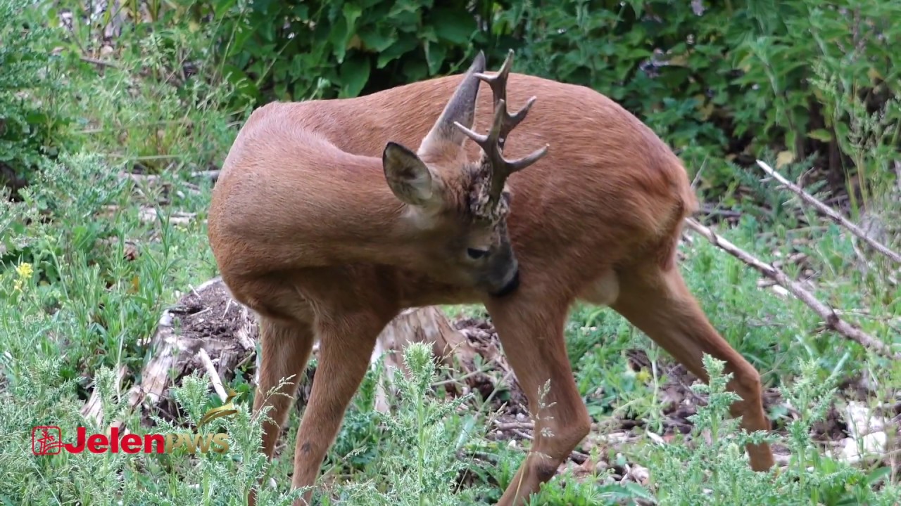 The Roebuck - YouTube