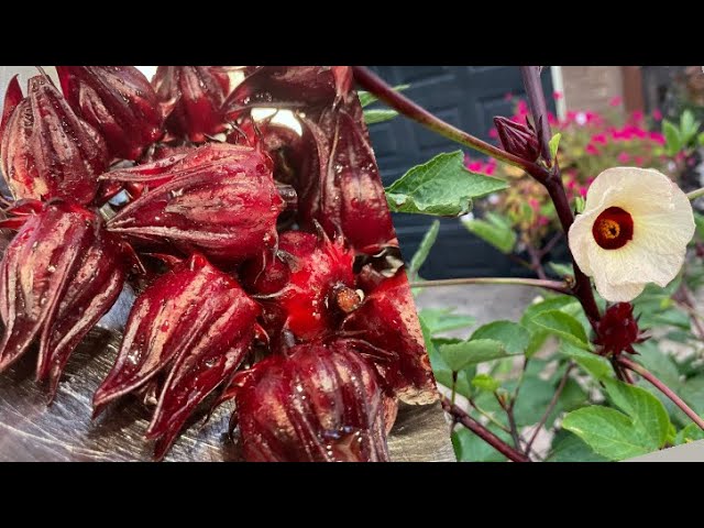 Roselle Seeds Canada