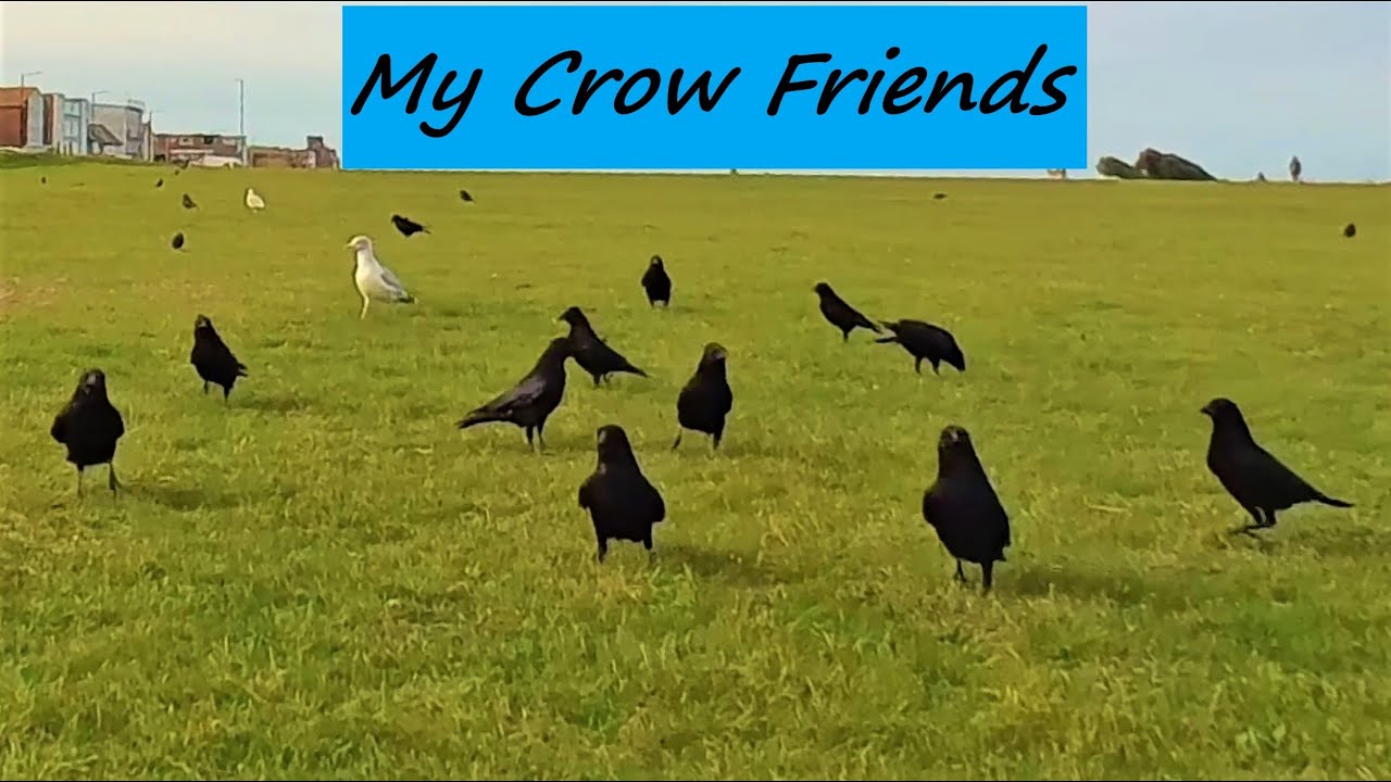 Crow Friends - The Inner Circle of Crowness / Clifftop Crows - YouTube