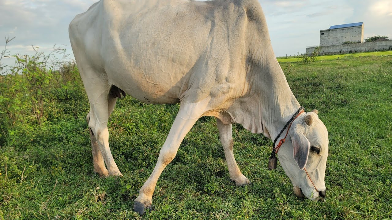 Cows in this province are being forced by their owners to graze on the ...