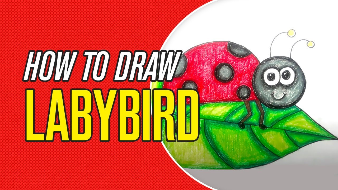 How To Draw Ladybird From Basic Shapes :::::: Online Drawing Classes ...