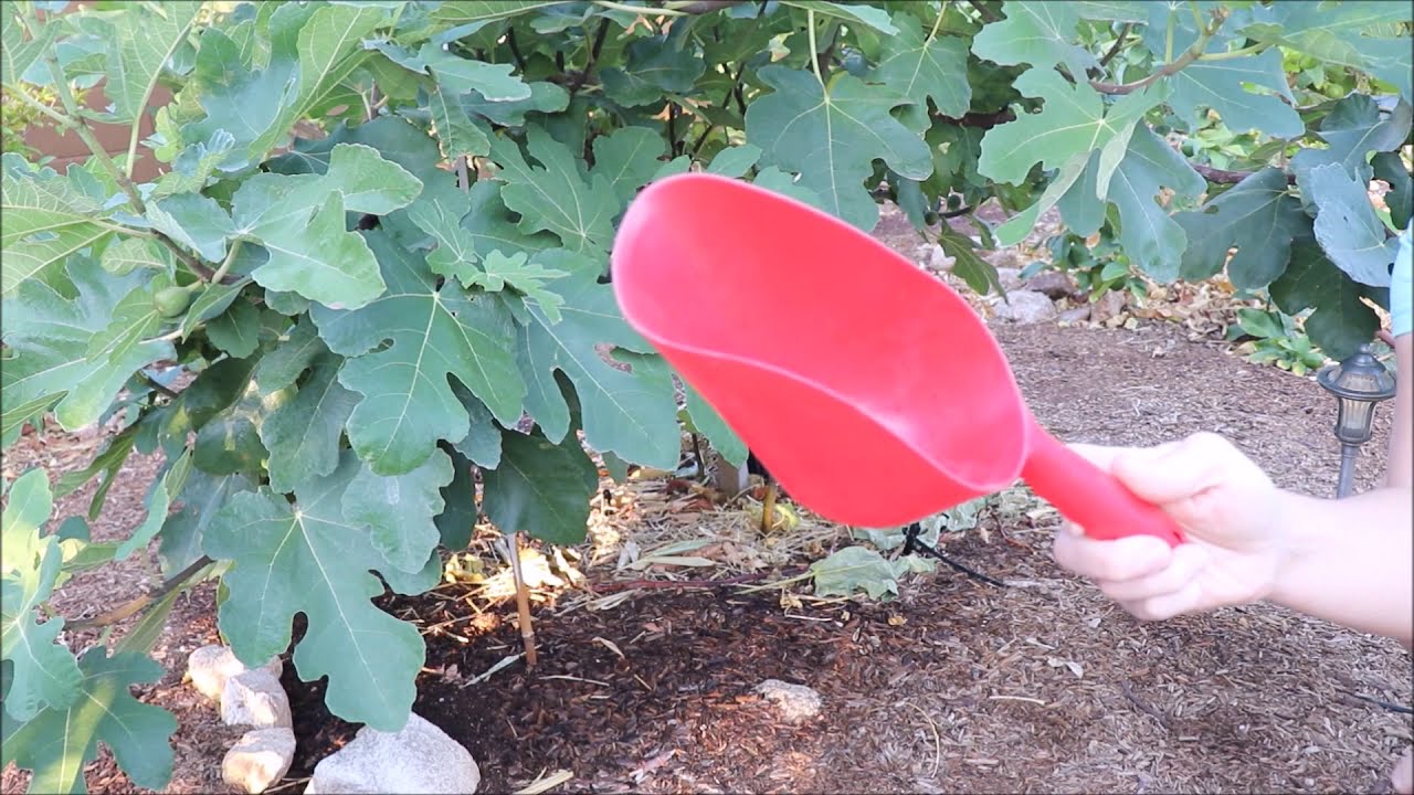 Feeding Fig Trees in AZ 9B - YouTube