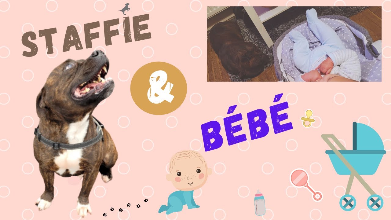 MON STAFFIE RENCONTRE MON BÉBÉ : Comment réussir la rencontre entre son ...