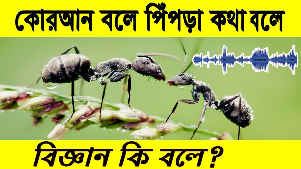 Ants science in quran bangla || Ant science, Talking ants, Qoran || ORI - YouTube