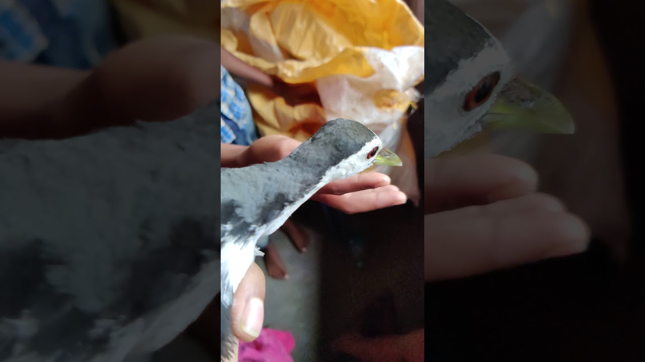 neer kozhi 💞💓 - YouTube