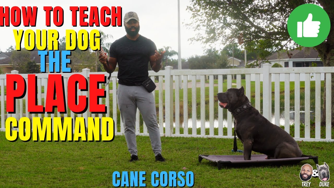 How To Teach Your Dog The Place Command #CaneCorso - YouTube