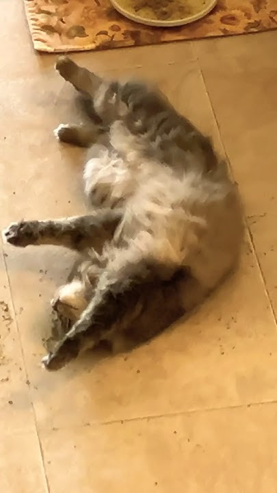 More catnip content - YouTube