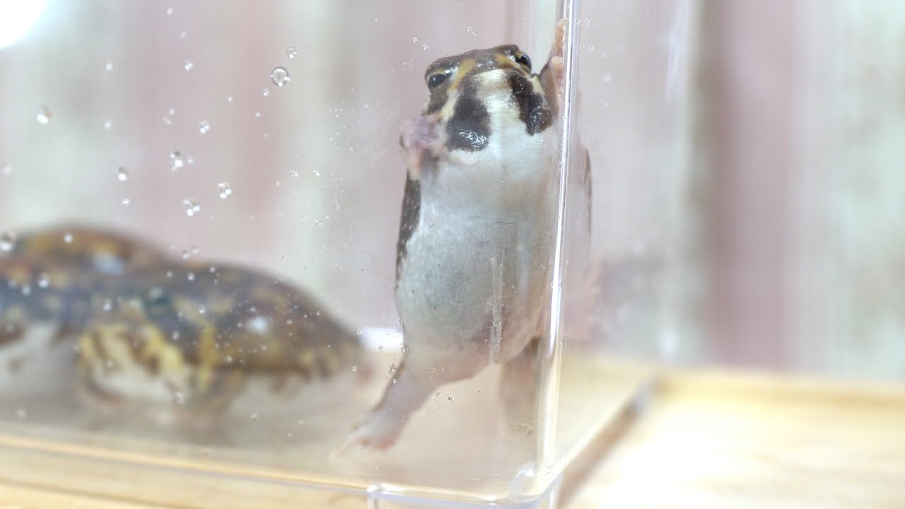 "Healed in 1 minute" Rain frog never gives up. - YouTube