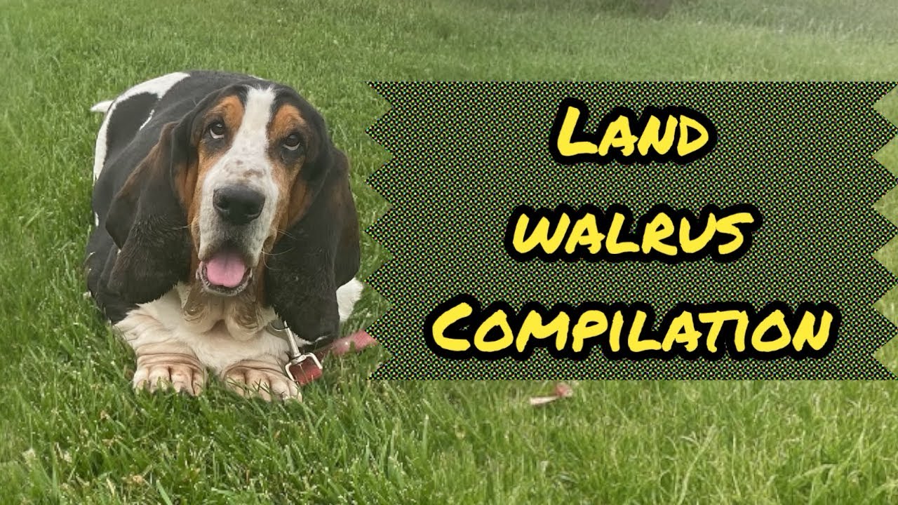 Basset Hound - all the Best Shorts Compilation Video - YouTube