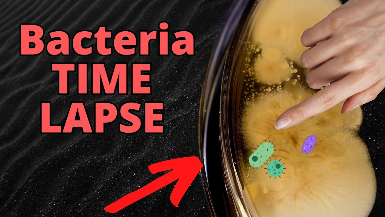 WASHED vs DIRTY Hands Bacteria TIMELAPSE (FRIGHTENING) - YouTube