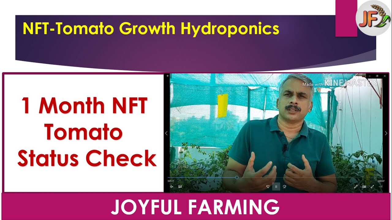 Hydroponic Tomatoes|NFT Tomatoes|Joyful Farming - YouTube