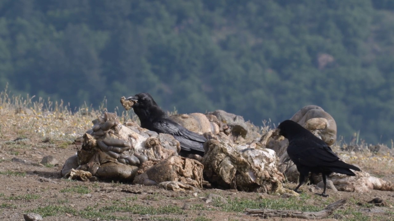 Common Raven feeding, Corvus corax, feeding at carcass. - YouTube