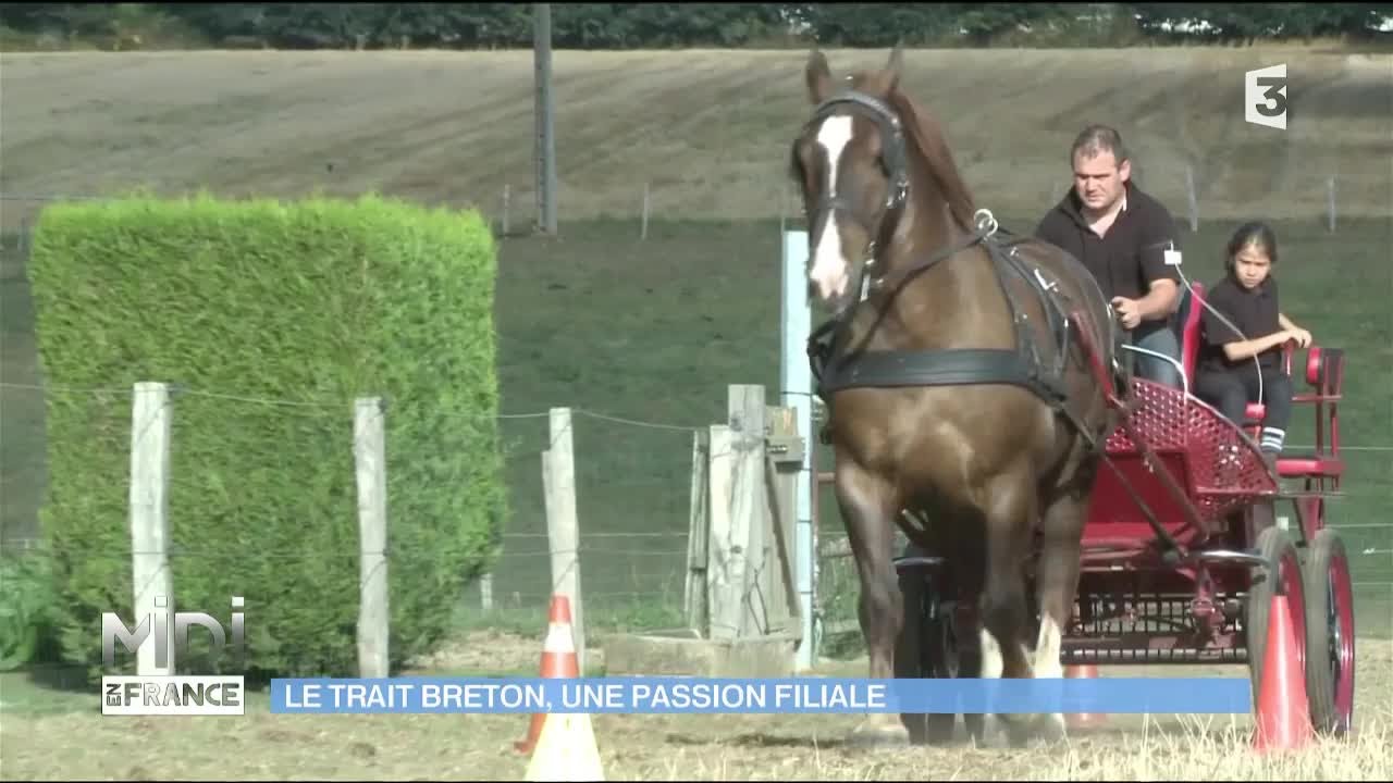 Le trait breton, cheval emblématique de Bretagne - YouTube