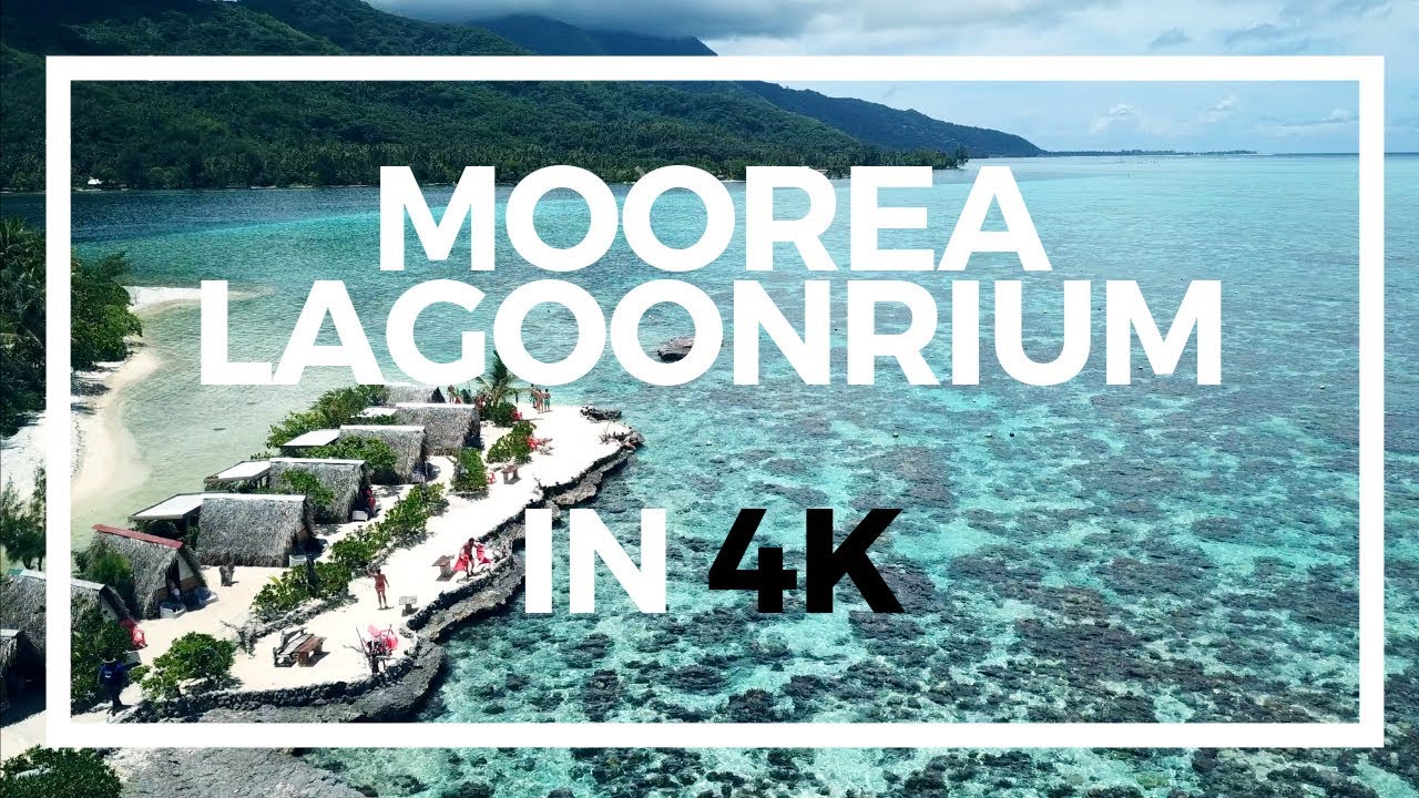 MOOREA LAGOONARIUM IN 4K | SNORKELING FRENCH POLYNESIA - YouTube