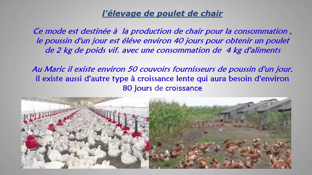 Modes d'élevage en aviculture - YouTube