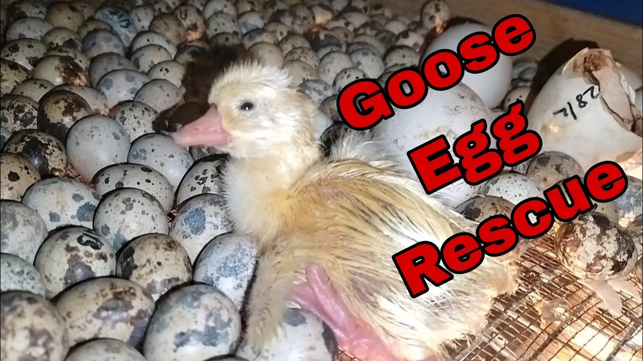 Saving a Gosling| Rescuing an Egg| Raj Hans | White Indian Goose - YouTube