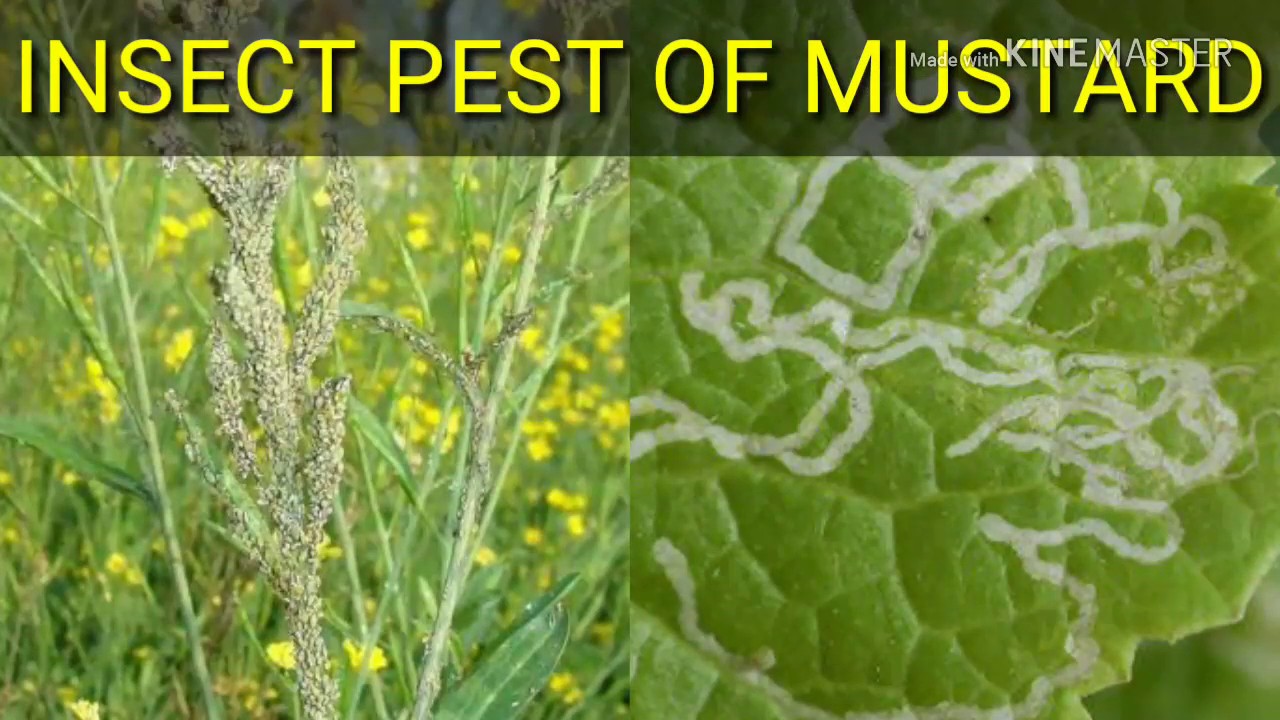 Major Insect pest of Mustard - YouTube