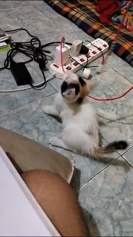 mood to destroy🐈‍⬛🐈‍⬛🐈‍⬛#funny #cat #animals #trending #viral #shorts # ...