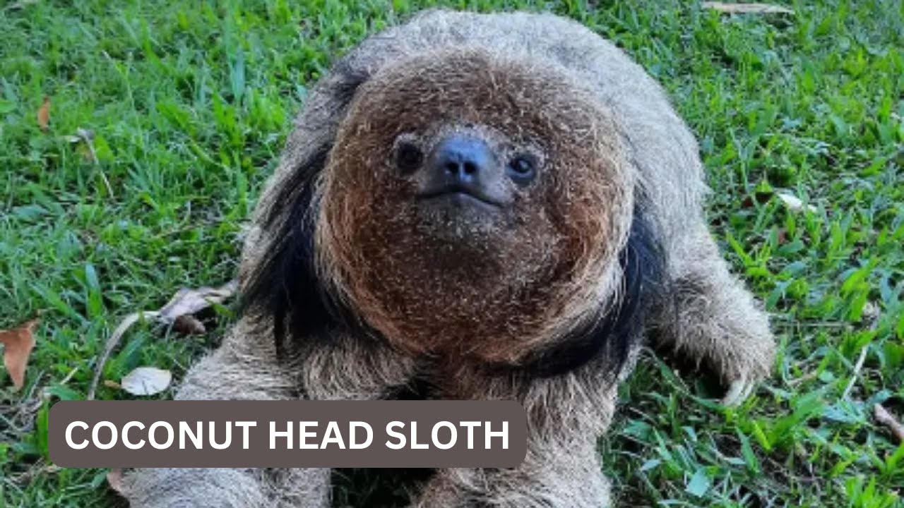 Sloth Species with a Head like a Coconut - YouTube