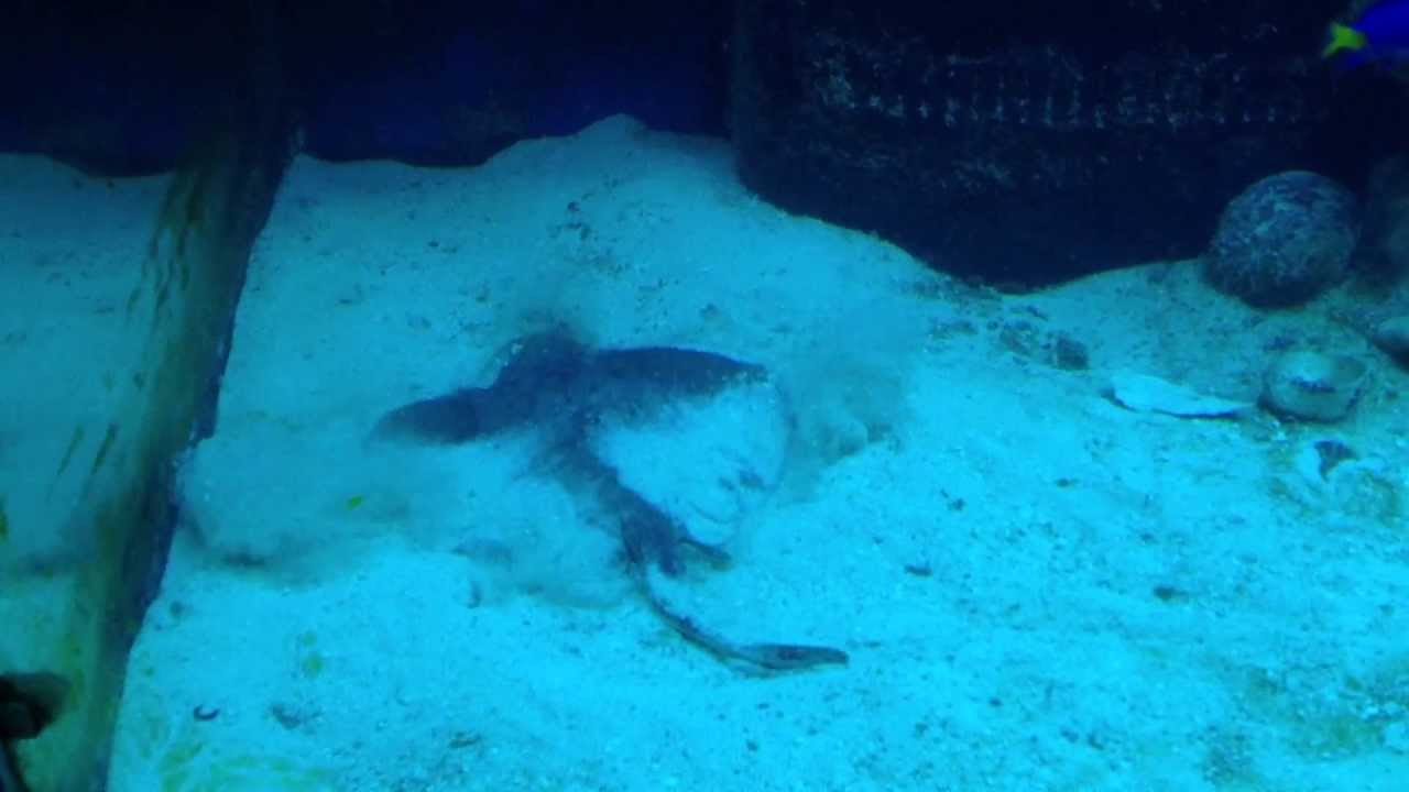 Saltwater Stingray - YouTube