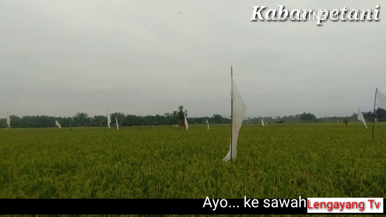 Ayo ke sawah... Padi menguning bak hamparan emas - YouTube