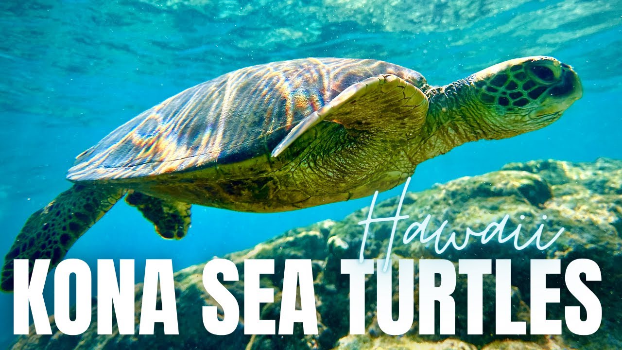 Snorkel with Sea Turtles at Kahalu'u Beach Park in Kona, Hawaii Island ...